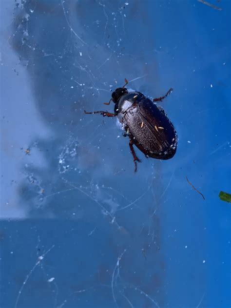 Clumsy Fliers June Bugs Heartland Safari