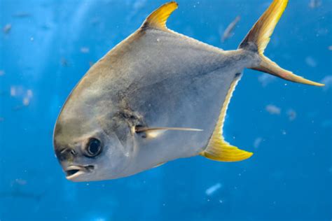 Pompano Fish Facts A Z Animals