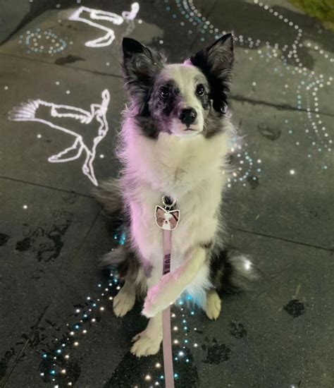 Border Blum в 2024 г Бордер колли Милые детеныши животных Детеныши животных