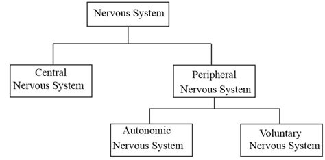 Peripheral Nervous System Flowchart