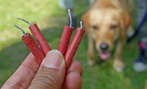 Saiba Como Proteger Seu Pet Do Barulho Dos Fogos Socel News Blog Do