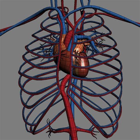 Human Male And Female Anatomy Body Skeleton And Internal 3d Model