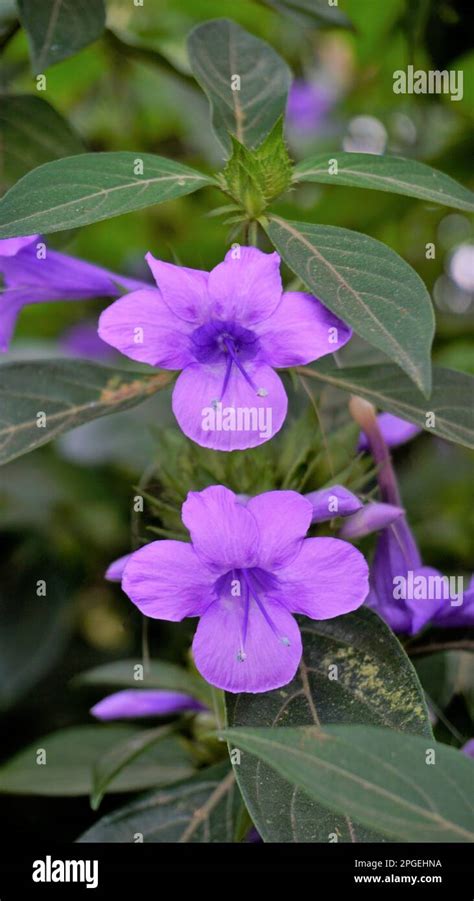 Portrait Of Barleria Cristata Also Known As Philippine Violet Bluebell