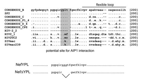 Nef Contains The Consensus Binding Site For Aip1 Multiple Alignments