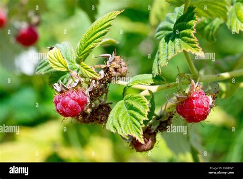 Wild Raspberry Rubus Idaeus Close Up Of The Red Fruits Or Berries Of The Shrub That Appear In