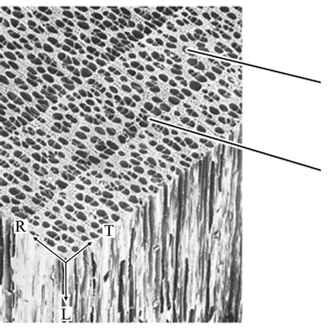 7 Structure Of Diffusive Porous Hardwood Aspen [39] Download
