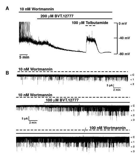 Wortmannin Does Not Inhibit Bvt12777 Activation Of Katp A Current