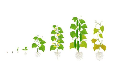 Cucumber Plant Growth Stages