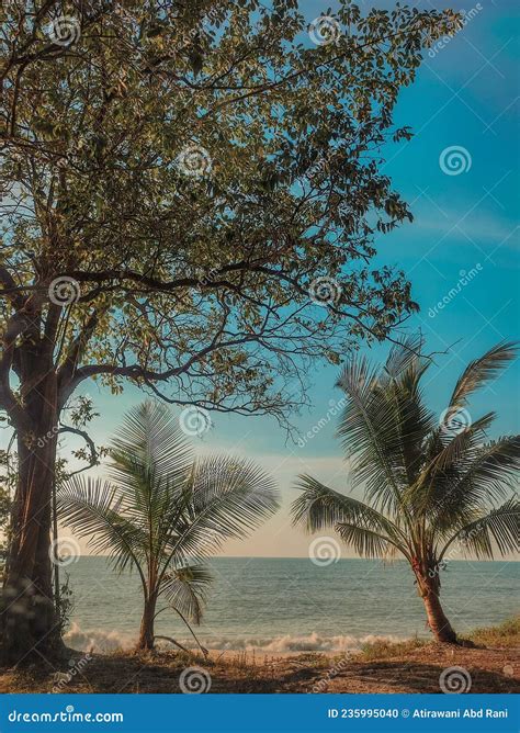 Ocean Scenery Huge Tree Editorial Image Image Of Huge 235995040