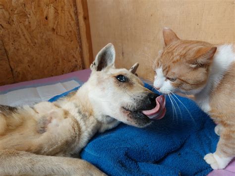 Поцелуй дня Котик и старая собака Пикабу