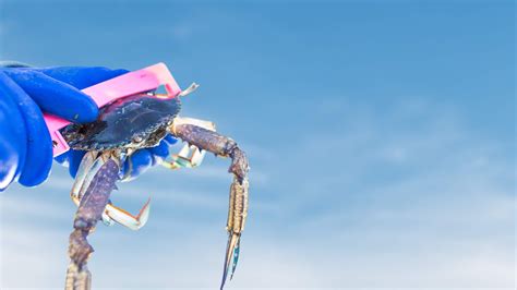 Bluey The Story Of Australias Blue Swimmer Crab Msc