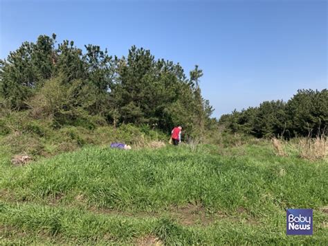 청정 제주 고사리 꺽으멍 걸으멍 쉬멍