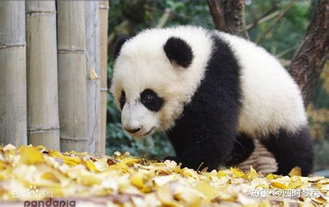 大熊猫和盛、倩倩、和雨、星辰（成都基地野培） 知乎