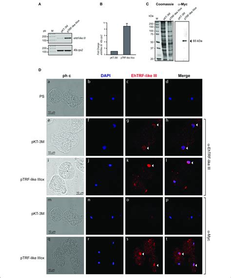 Overexpression Of Ehtrf Like Iii In E Histolytica Trophozoites A