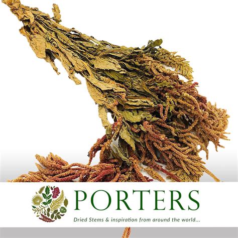 Amaranthus Flower Dry Caudatus Natural Red Trailing Porters Foliage Ltd