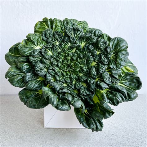 Fu Gui Cai 富贵菜 400g Fresh Collective