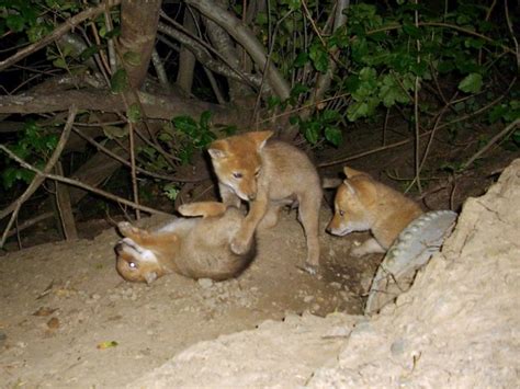 Nature Of A Man Coyote Cute