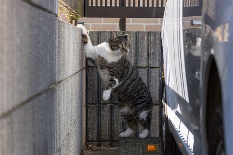 無邪気なキジ白 一日一猫