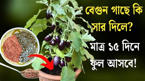 বেগুন গাছে কি সার দিলে মাত্র ১৫ দিনে ফুল আসবে বেগুন চাষ পদ্ধতি ২০২৫