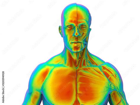 3d Rendering Human Male Anatomy Stock Illustration Adobe Stock