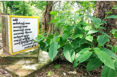 Dvb သမႏၱာလမ္းဆံု သစ္ဖုလွဘုရားေက်ာင္းႏွင့္ ကဗ်ာေတာအုပ္