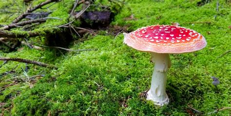 Mushrooms Classification Dataset Kaggle