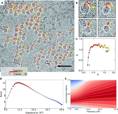 Per Particle Drift Movement Local Ctf Estimation And Exposure Weighting Download Scientific
