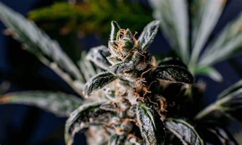 THCA Flower Vs THC Understanding The Differences Make A Happy Home