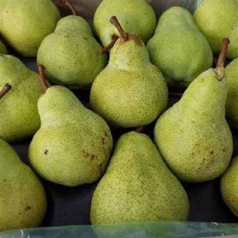 Jual Pear Hijau Packam Buah Segar Bandung Halal Di Seller X Tralen