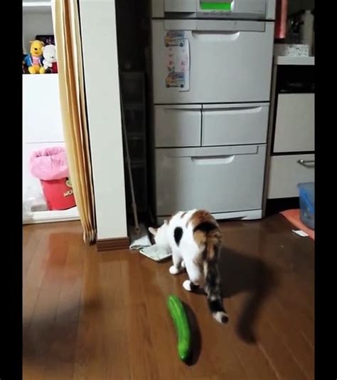 funny videos cat scared with cucumber きゅうりにびっくりする猫 video Dailymotion
