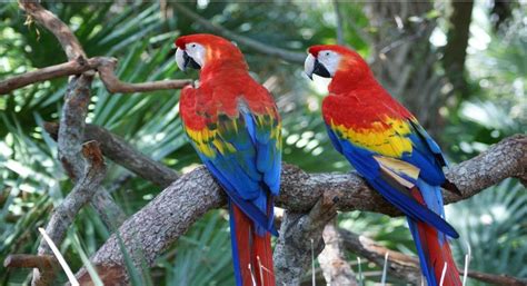 Descubre las 8 ESPECIES de LOROS Más COLORIDAS