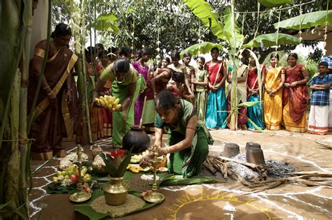 Tamils Worldwide Celebrate Thai Pongal Tamil Guardian