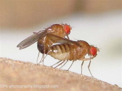 Drosophila Melanogaster