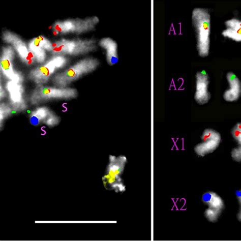 Left Metaphase Of Testis With 4 Maternally Derived S Chromosomes
