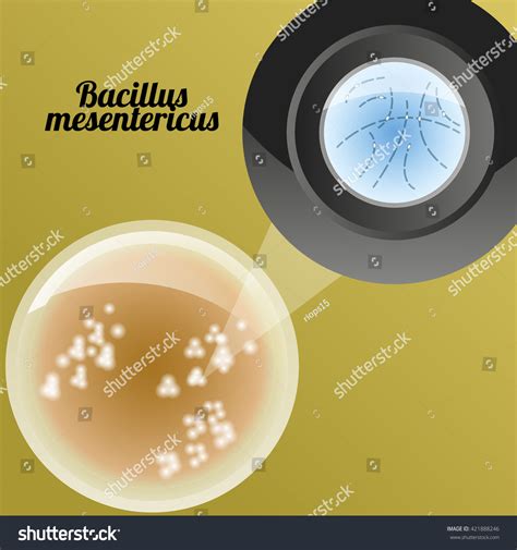 Bacillus Mesentericus Stock Vector Royalty Free 421888246 Shutterstock