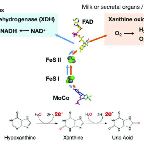 Geometry Around Mo Atom Obtained From X Ray Structure During Catalysis