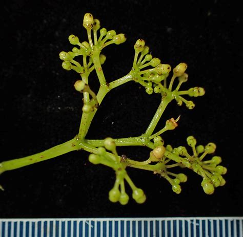 Cissus Vitaceae