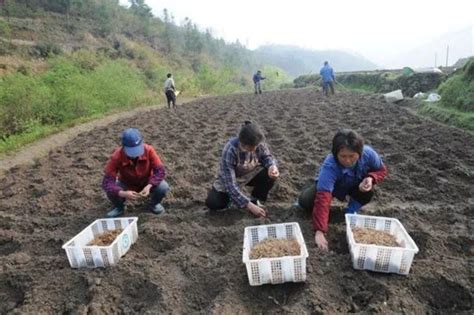 種植面積2萬多畝！江山市中藥材產業迎來發展新機遇 每日頭條