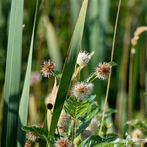 Cephalanthus Occidentalis 2 Buttonbush Scioto Gardens Nursery