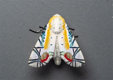 Picasso Moth Baorisa Hieroglyphica · Inaturalist