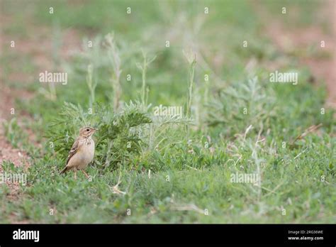 Blyth S Pipit Steppenpieper Anthus Godlewski Russia Adult Stock Photo Alamy