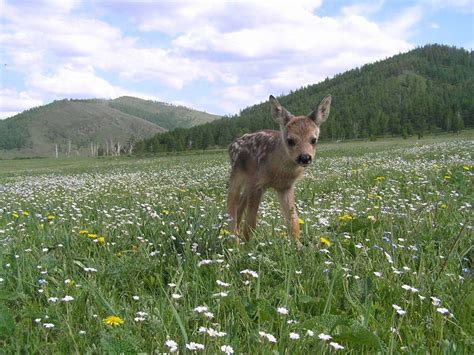 их монгол улс Миний эх орон зурагнууд