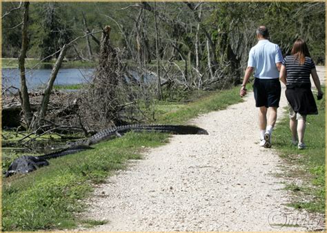 Gators Of Brazos Bend Wonder