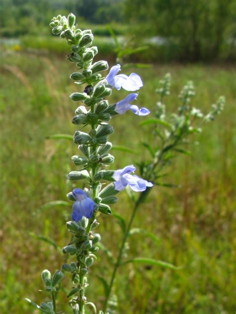 Шалфей серебристый (Salvia azurea) - PictureThis