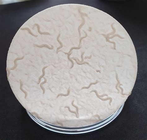 C Elegans Plate Of Worms 3d Print Etsy Uk