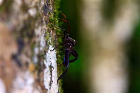 Where Does Borax Kill Ants