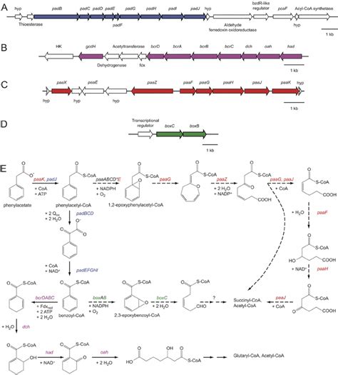 Genes And Pathways Of Phenylacetate And Benzoate Degradation In S