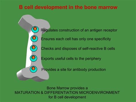 B Cell Development Ppt