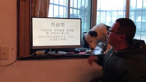 阿君的训犬小课堂no2 知乎