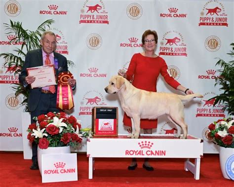 Cheerio Ghoststone Labradors